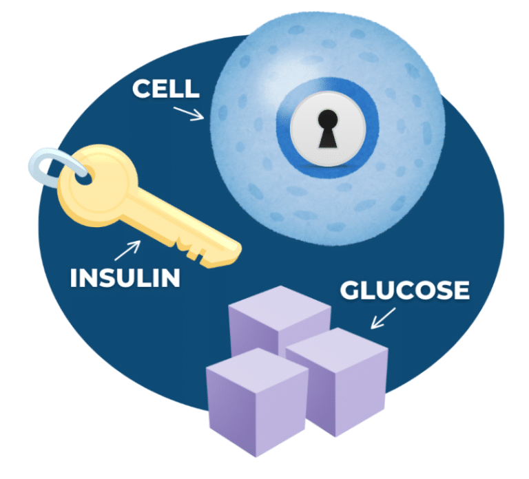 Understanding Insulin Resistance and How Low-Carb Diets Miss the Mark